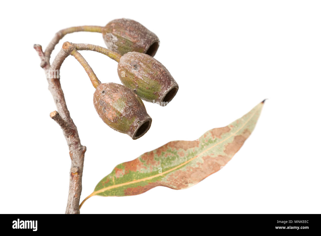 Gum tree on white background hi-res stock photography and images - Alamy