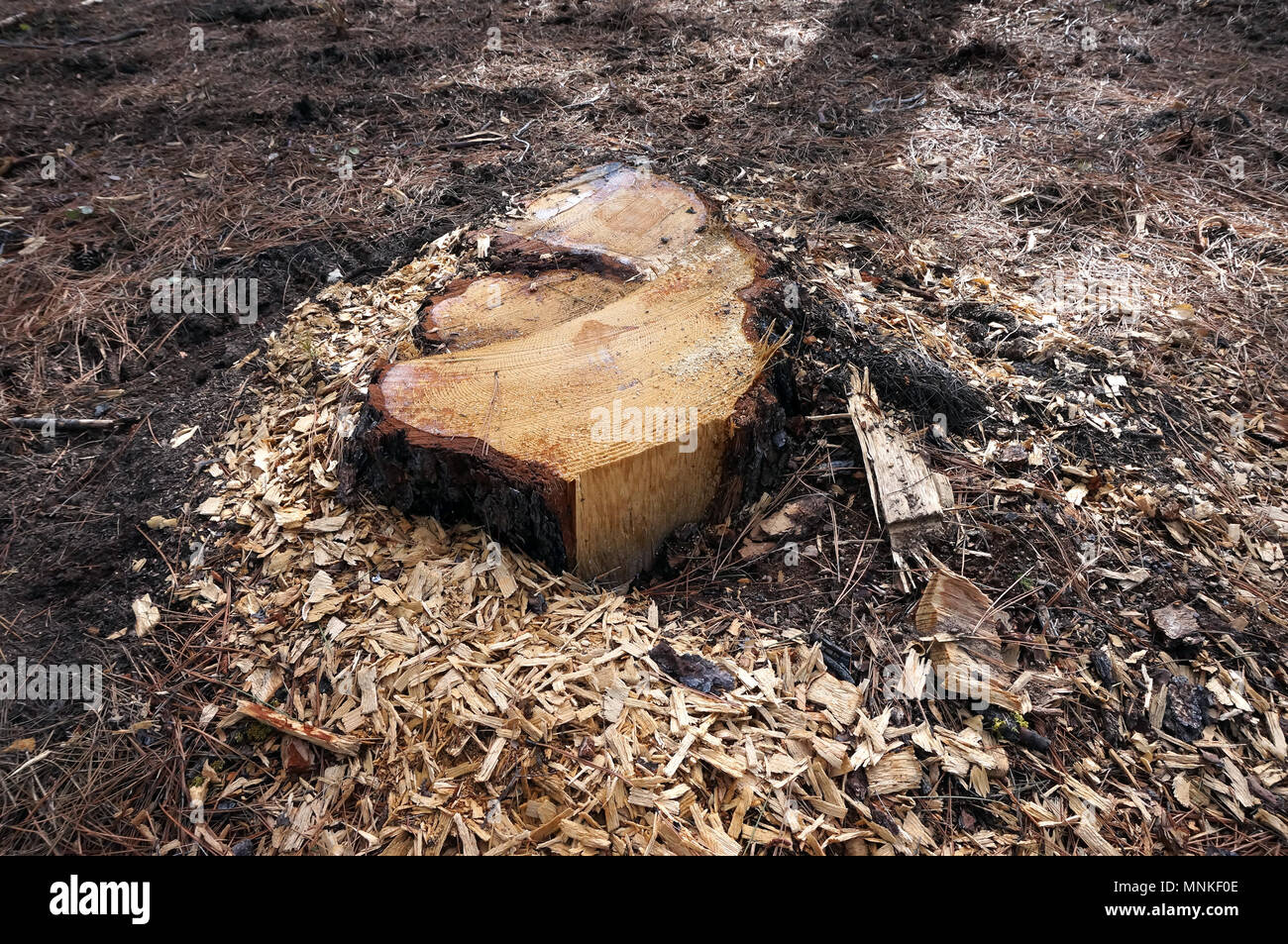 Cut forest hi-res stock photography and images - Alamy