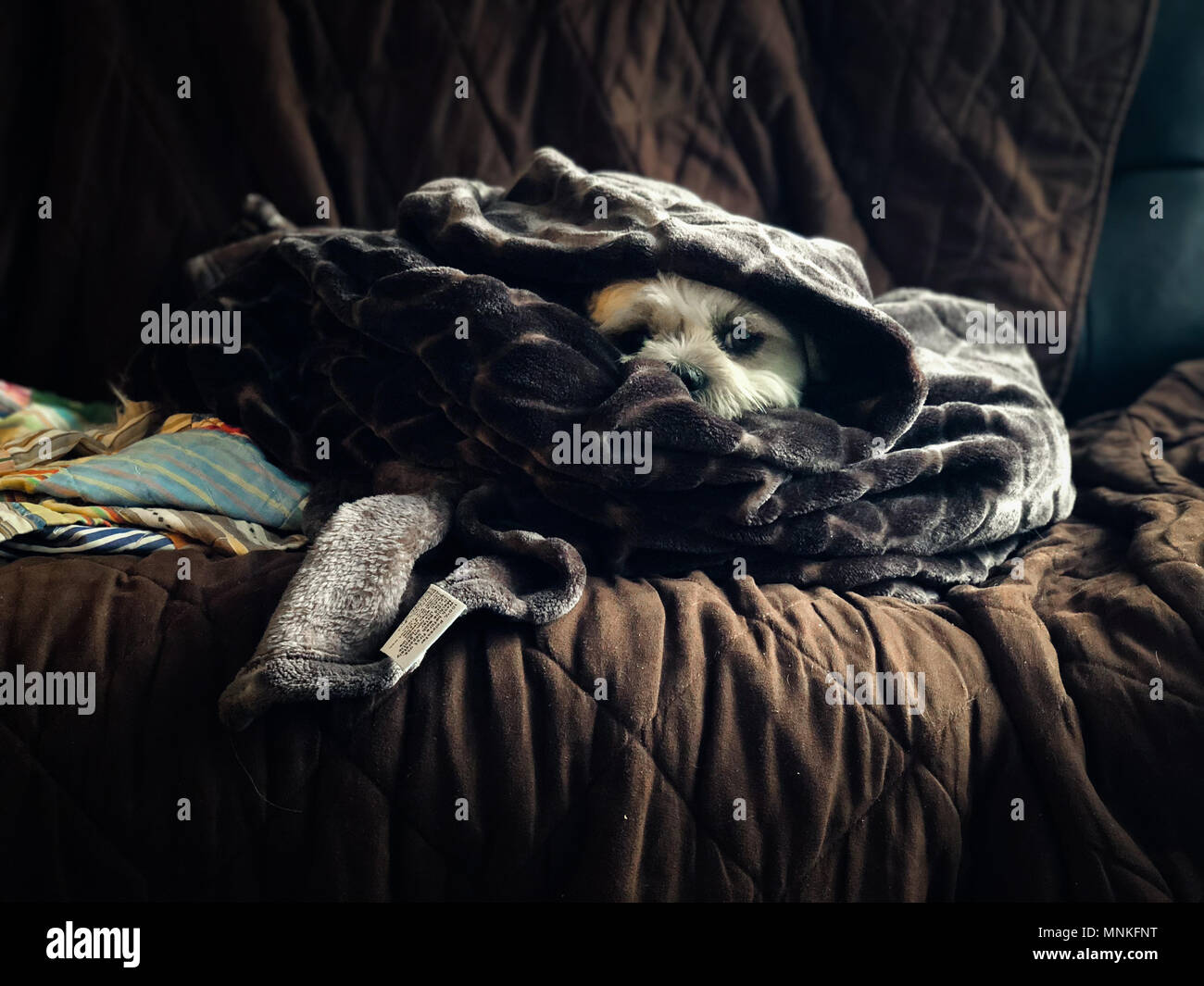 Keeping Warm Home Stock Photos & Keeping Warm Home Stock Images - Alamy