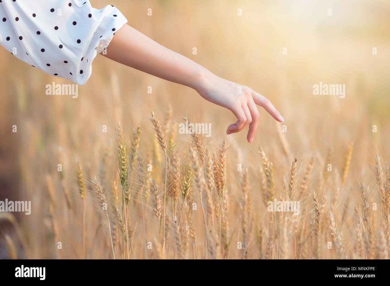 Woman hand touching barley in summer at sunset time Stock Photo - Alamy