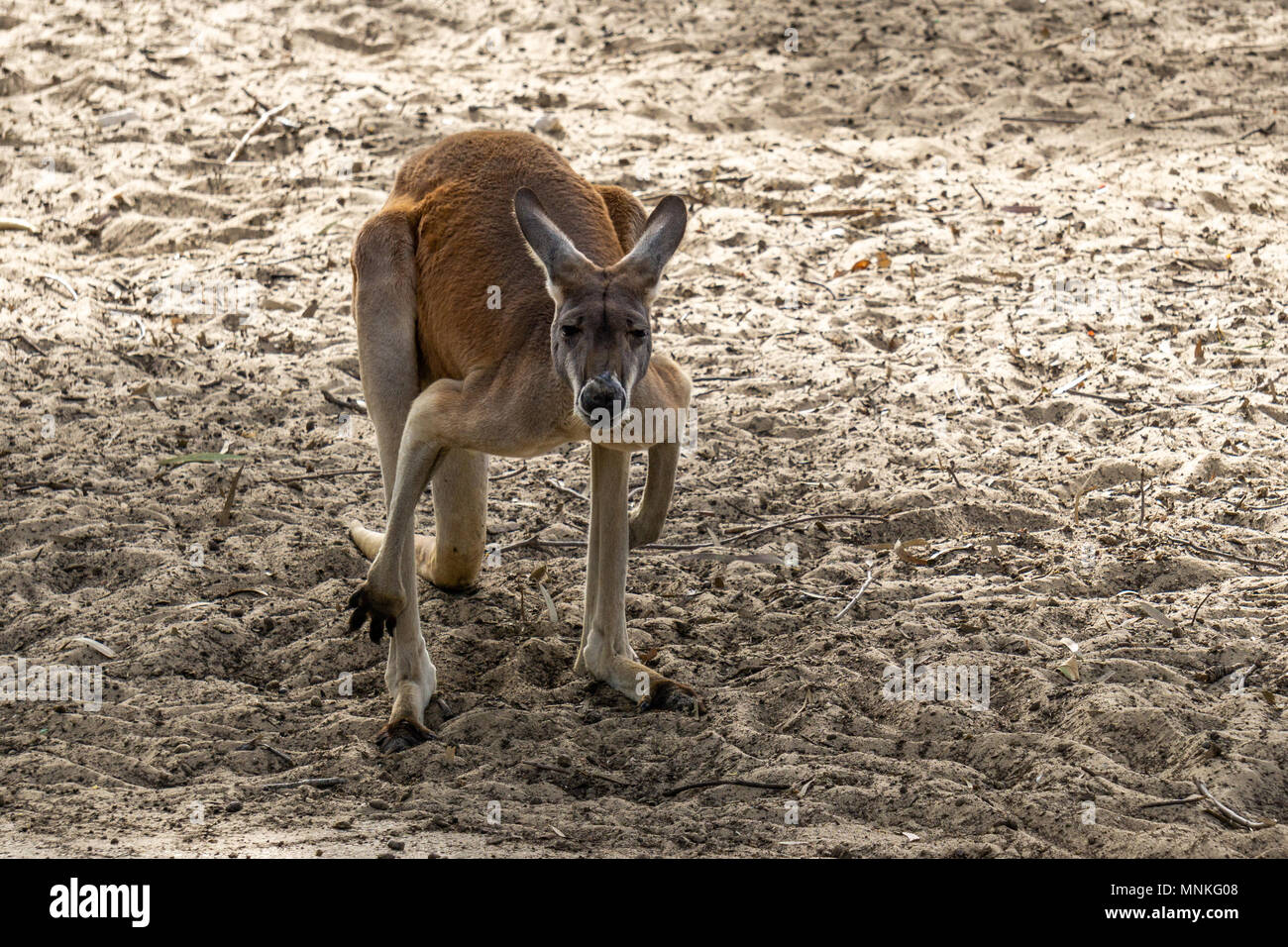 Big kangaroo hi-res stock photography and images - Alamy