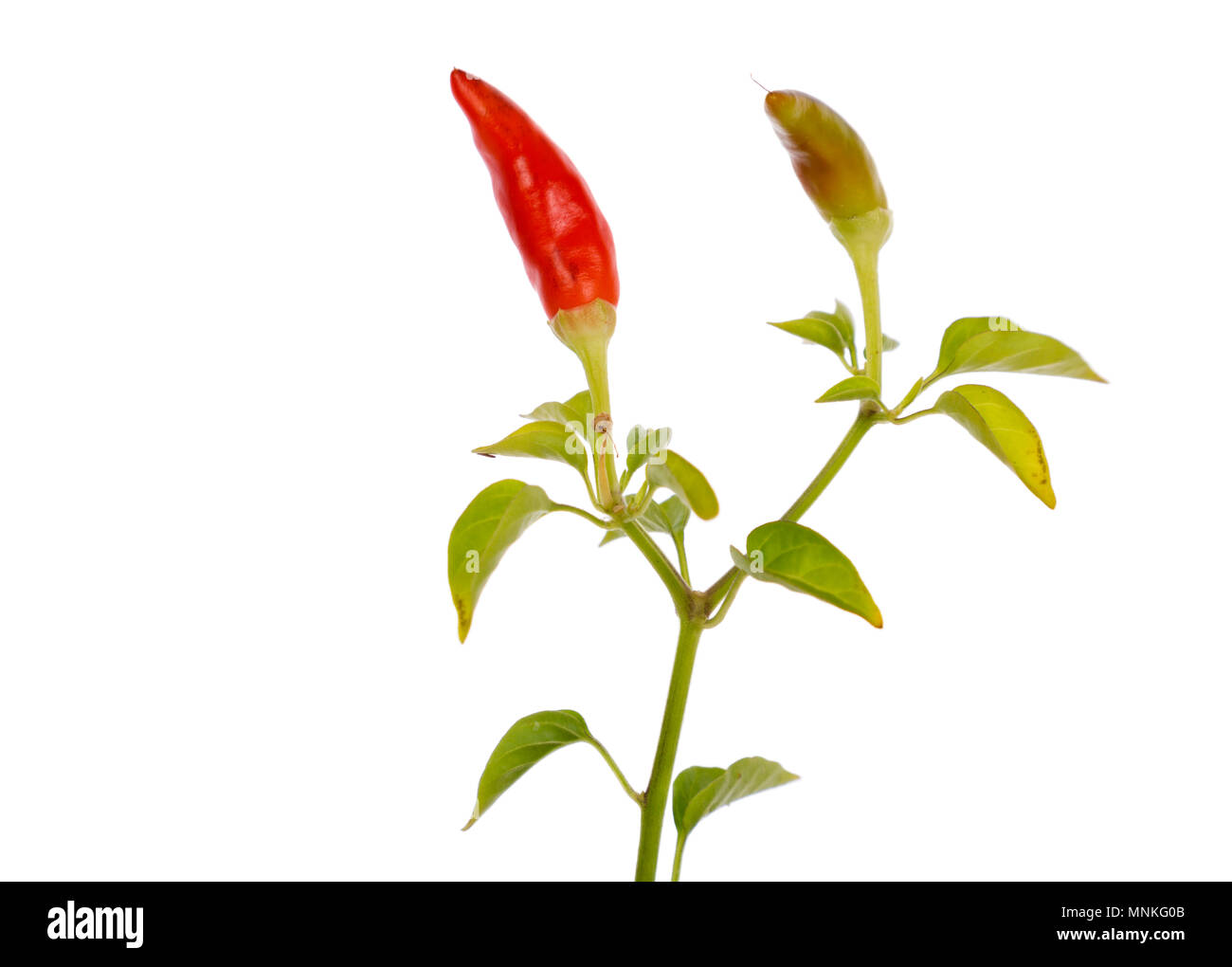 Green chilli herb and spice hi-res stock photography and images - Alamy