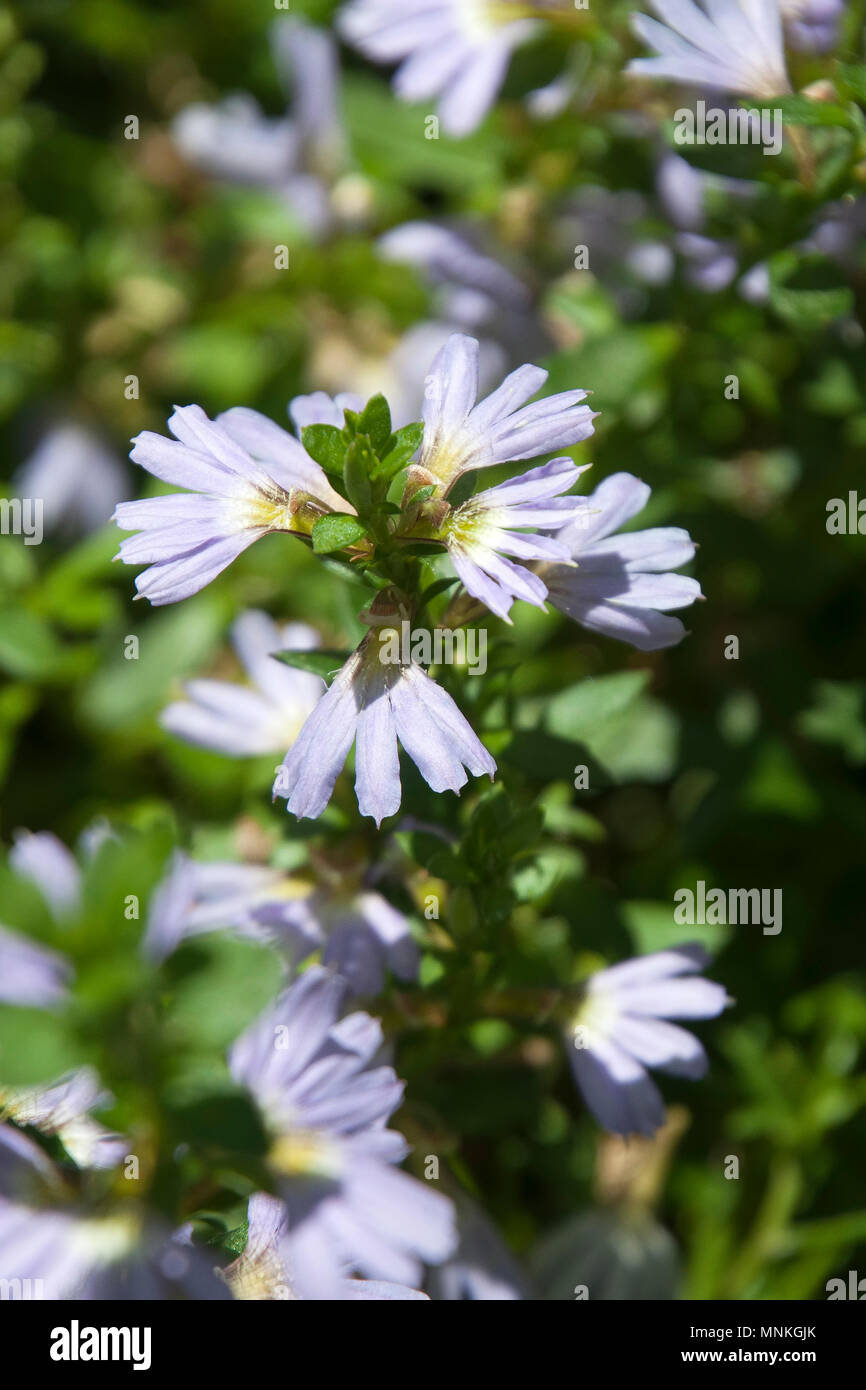 Sydney Australia, australian native fan flower in bloom Stock Photo - Alamy