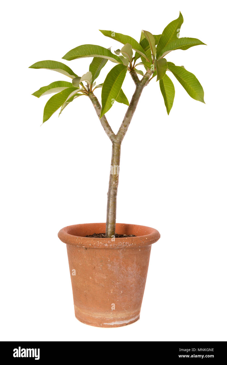 Frangipani Plant High Resolution Stock Photography and Images - Alamy