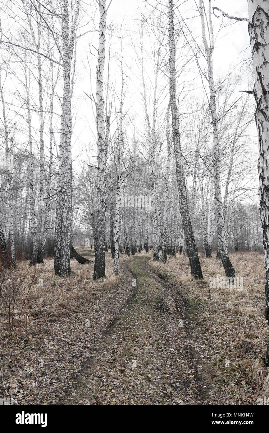 Road in birch forest without foliage Stock Photo - Alamy