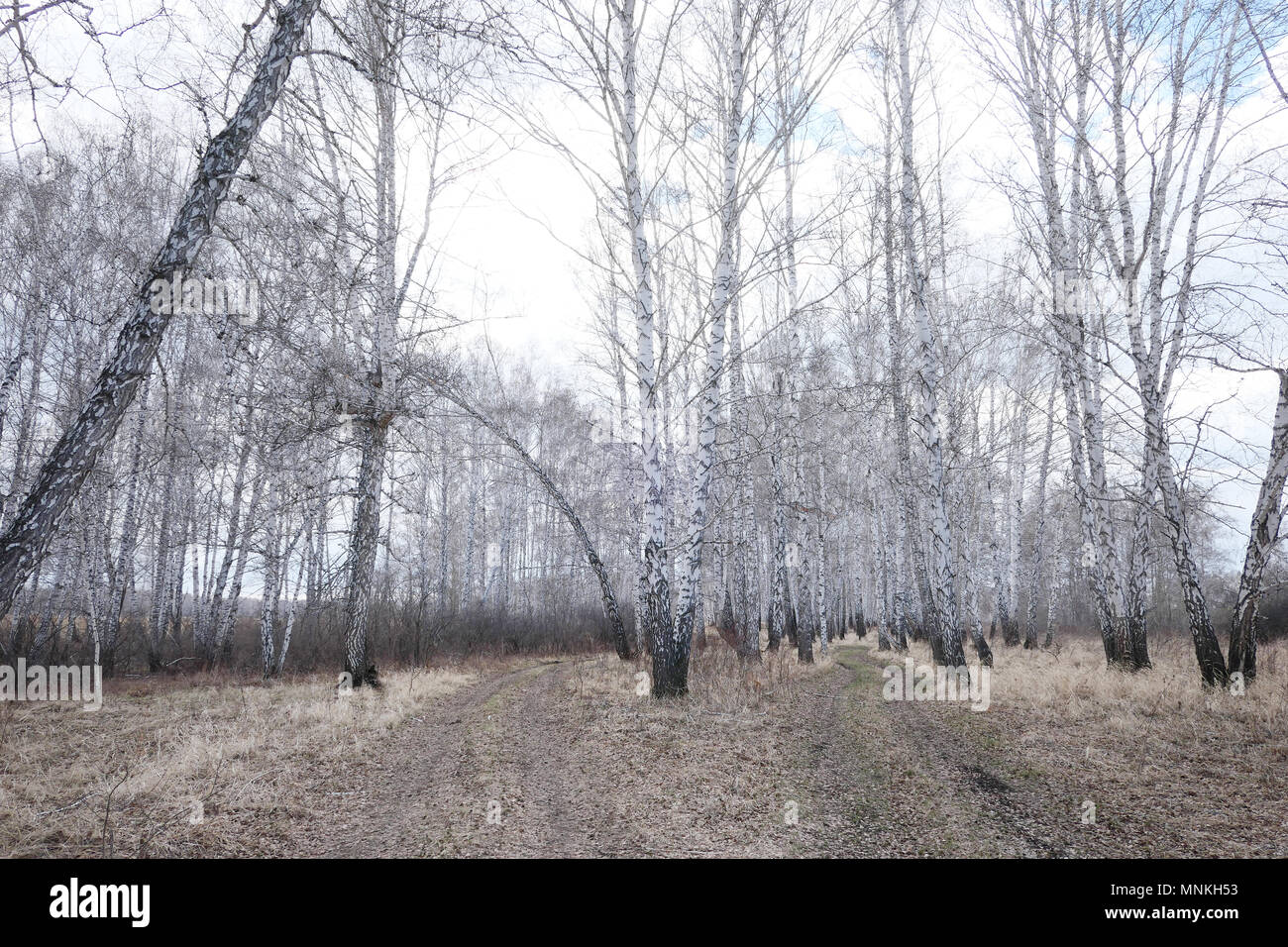 Birch without foliage in hi-res stock photography and images - Alamy