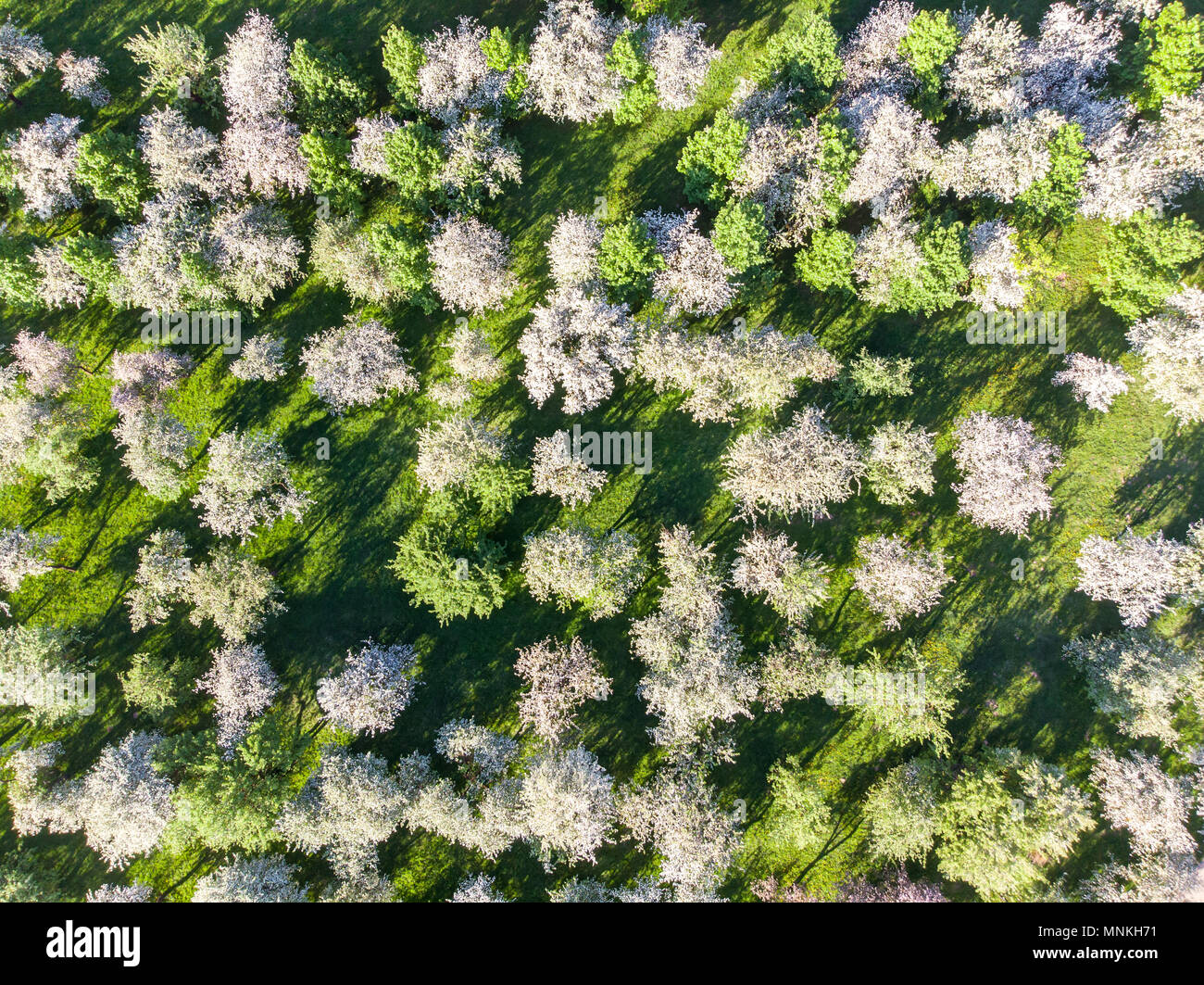 Blooming orchard apple trees hi-res stock photography and images - Alamy