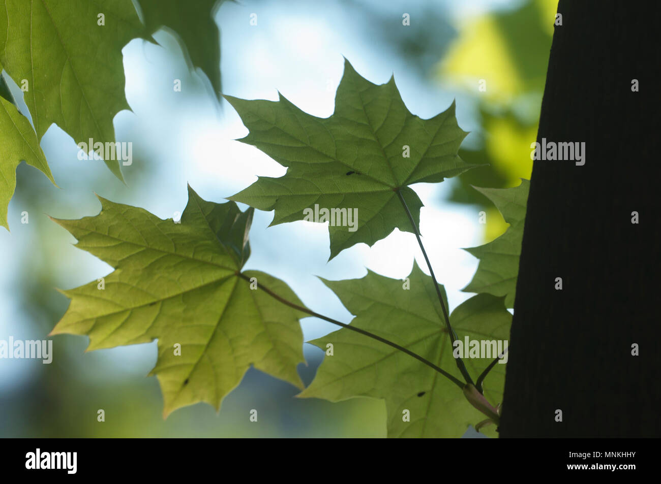 Small sprout on maple trunk, close up shot Stock Photo - Alamy