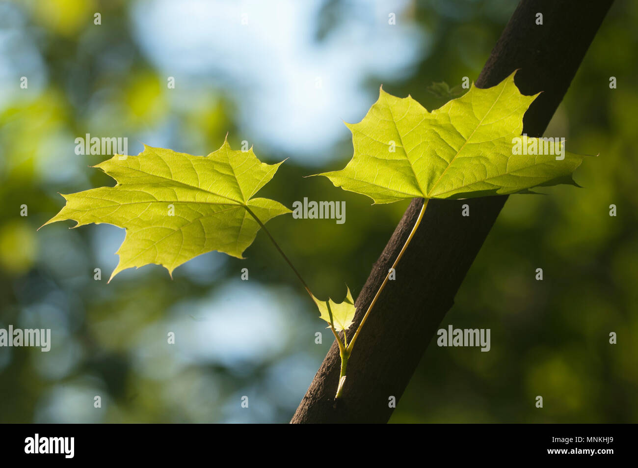 Small sprout on maple trunk, close up shot Stock Photo - Alamy