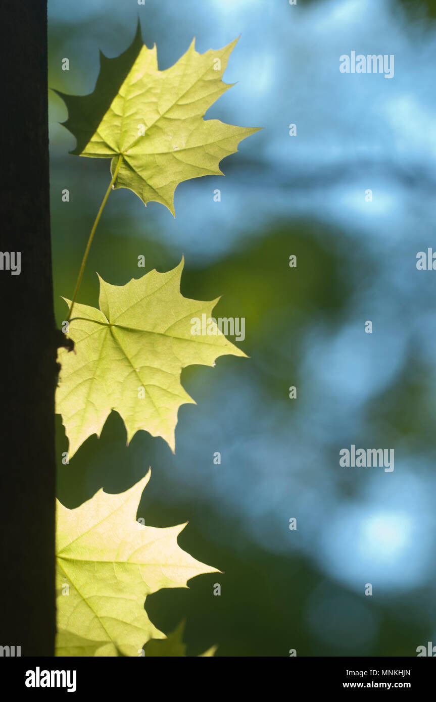Small sprout on maple trunk, close up shot Stock Photo - Alamy