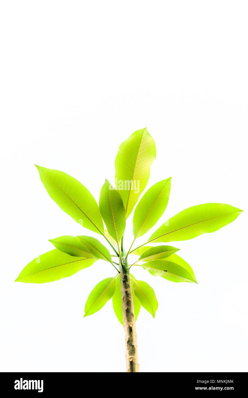 Aromatic Bay branch with leaves on a white background Stock Photo - Alamy