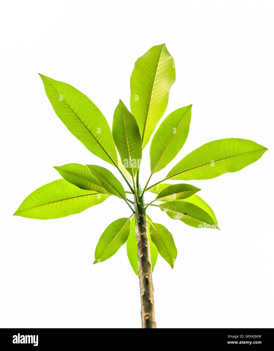 Aromatic Bay branch with leaves on a white background Stock Photo - Alamy