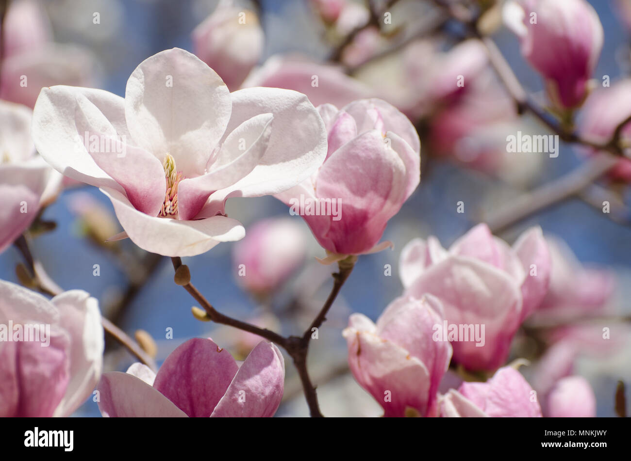 Beautiful magnolia tree blossoms in springtime. Bright magnolia flower ...