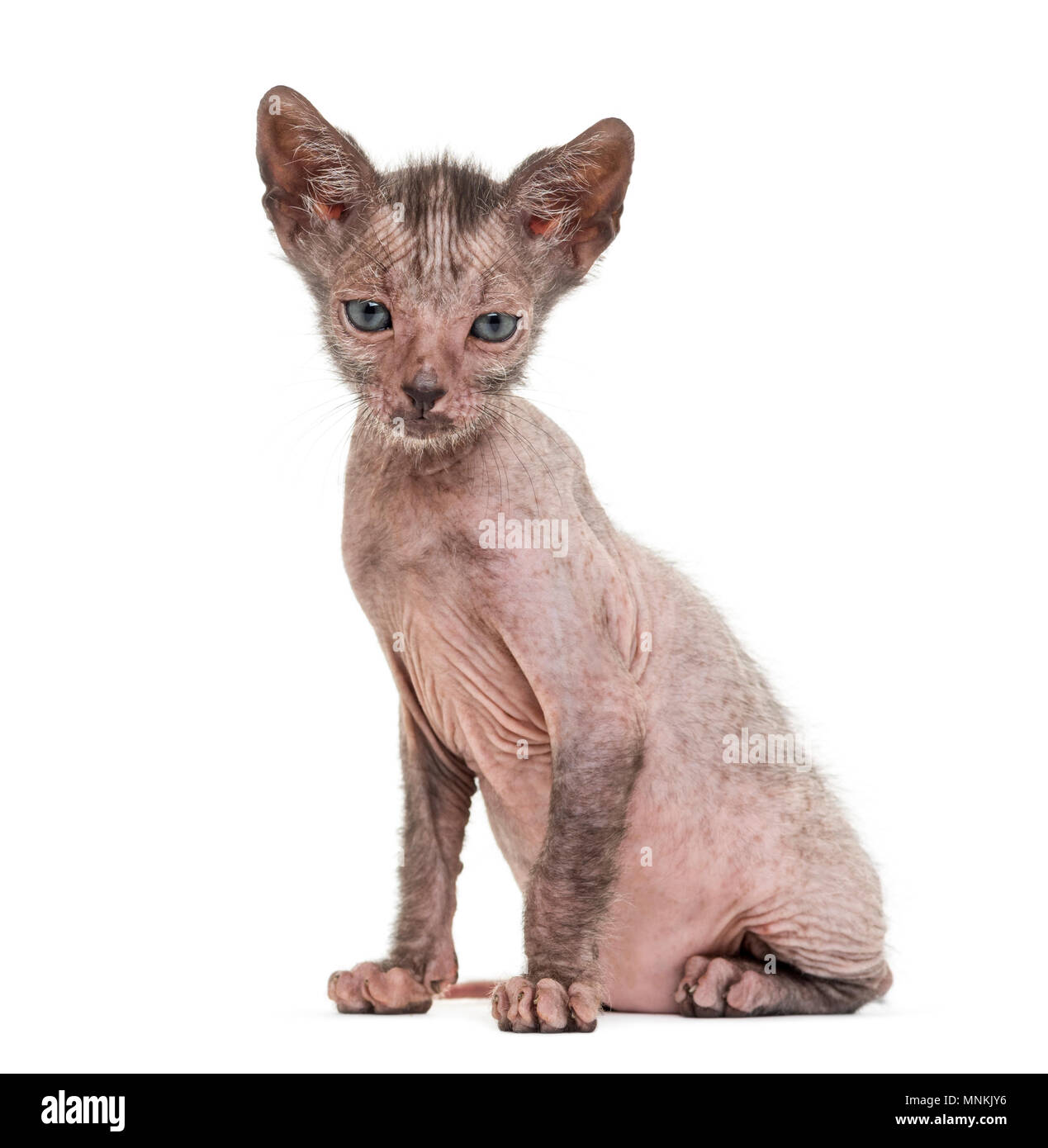 Kitten Lykoi cat, 7 weeks old, also called the Werewolf cat against ...
