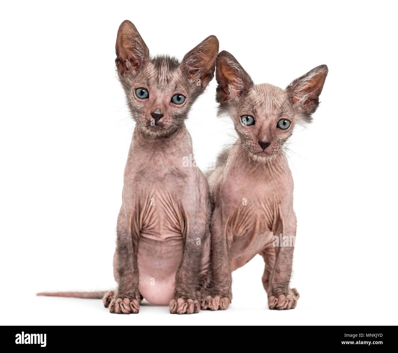 Kitten Lykoi kittens, 7 weeks old, also called the Werewolf cat sitting ...
