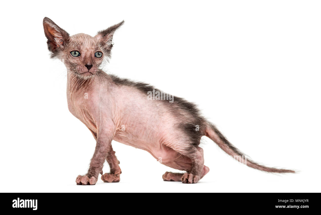 Kitten lykoi cat hi-res stock photography and images - Alamy