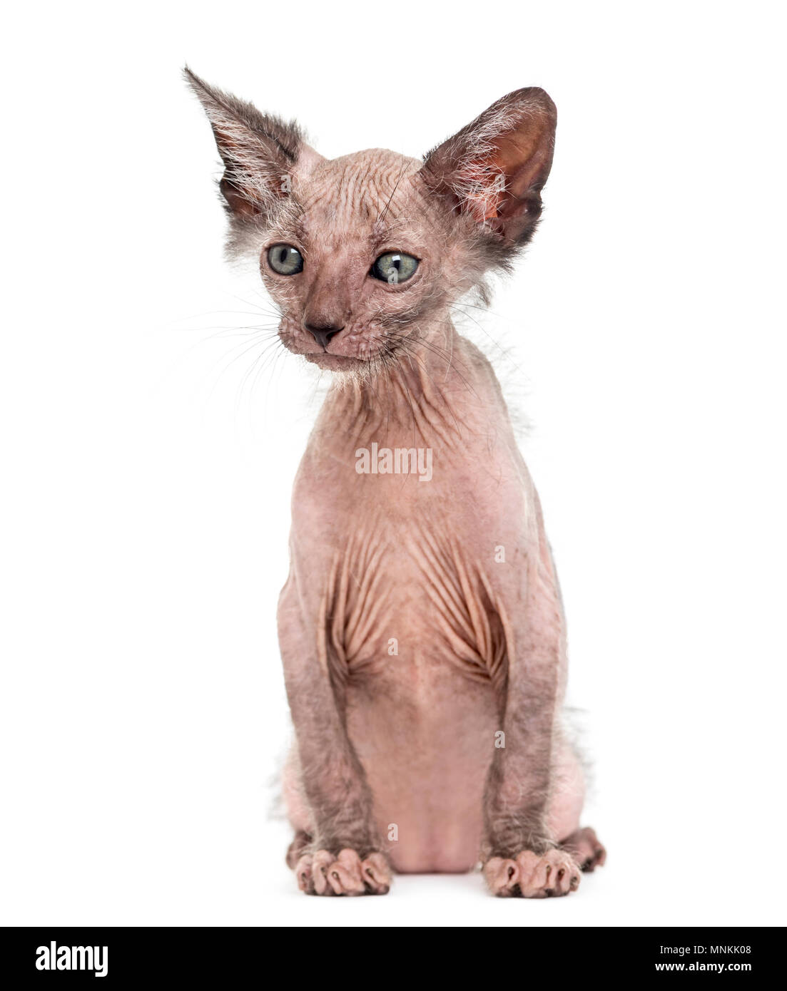 Lykoi cat Cut Out Stock Images & Pictures - Alamy