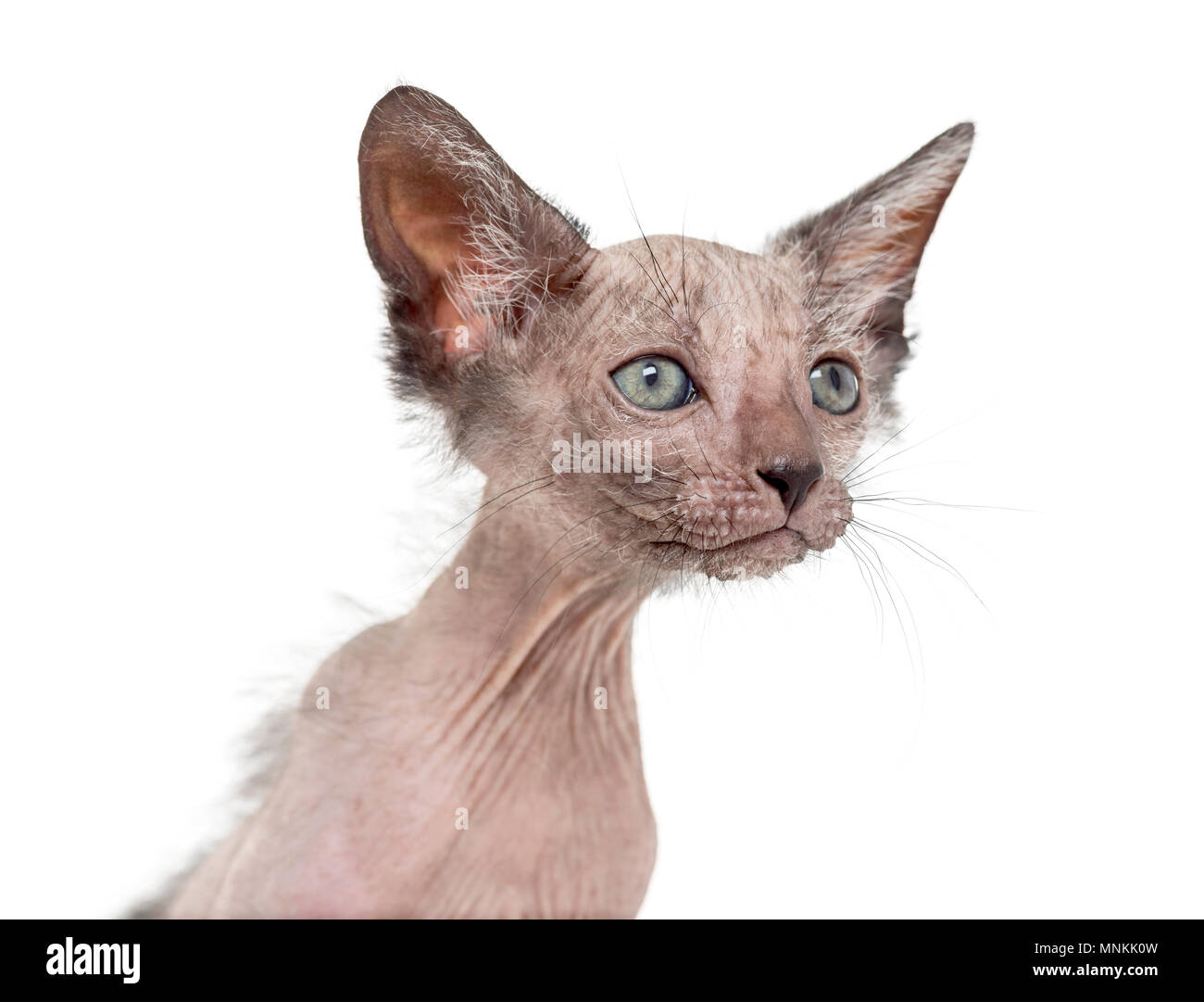 Kitten Lykoi cat, 7 weeks old, also called the Werewolf cat against ...
