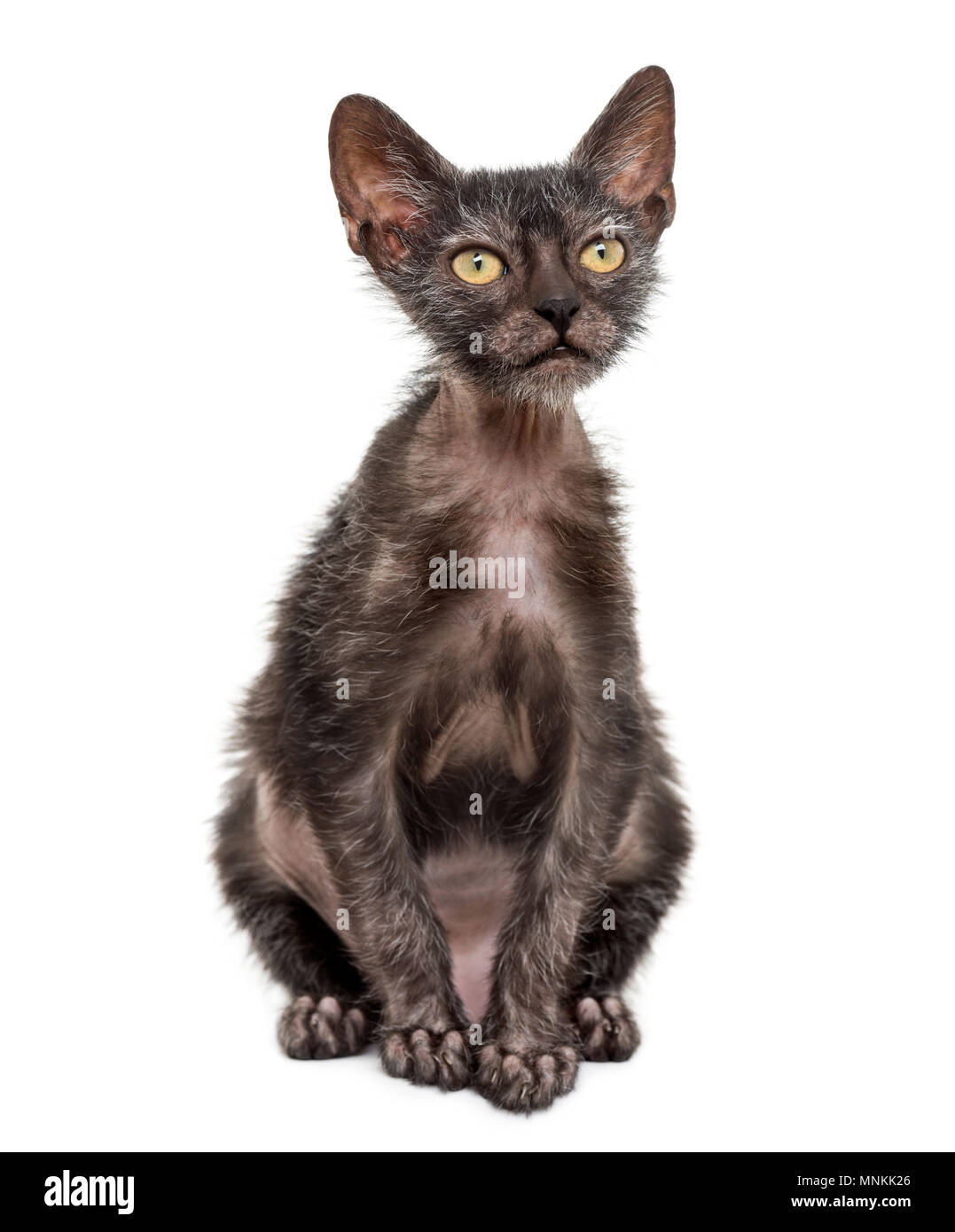 Kitten Lykoi cat, 3 months old, also called the Werewolf cat against ...