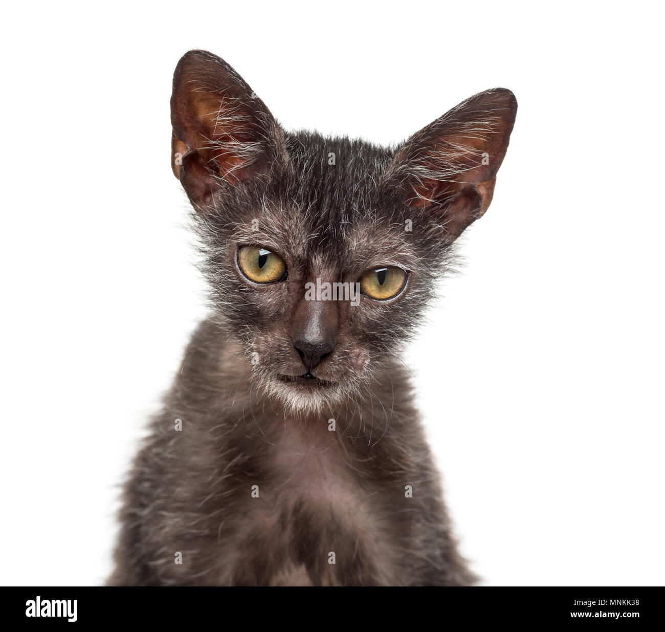 Kitten Lykoi cat, 3 months old, also called the Werewolf cat against ...
