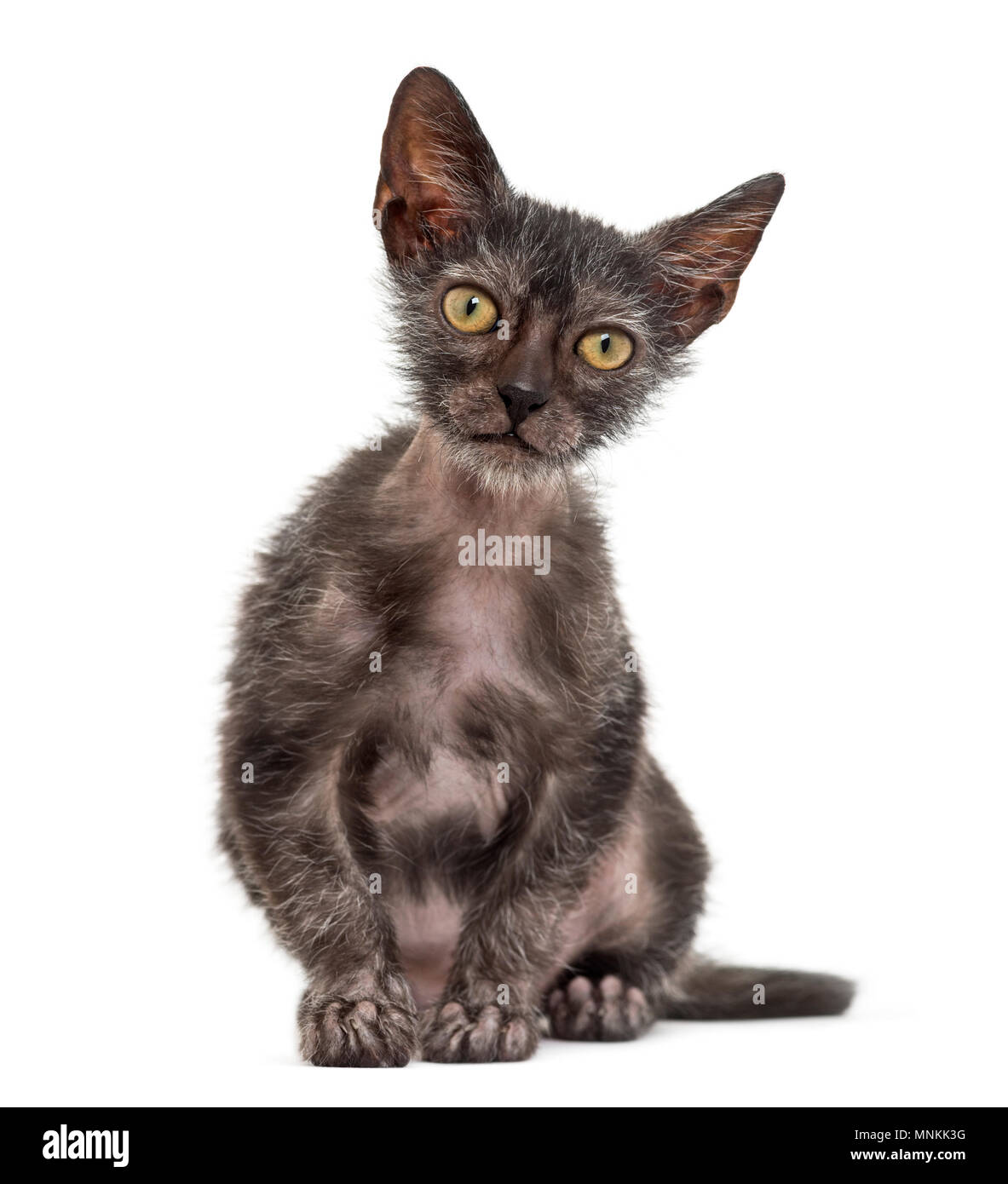 Kitten Lykoi cat, 3 months old, also called the Werewolf cat against ...