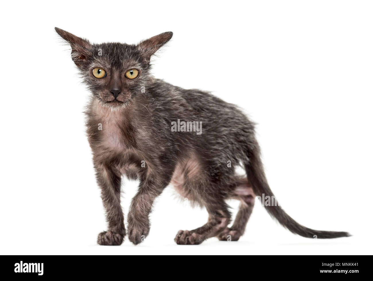 Kitten Lykoi cat, 3 months old, also called the Werewolf cat against ...