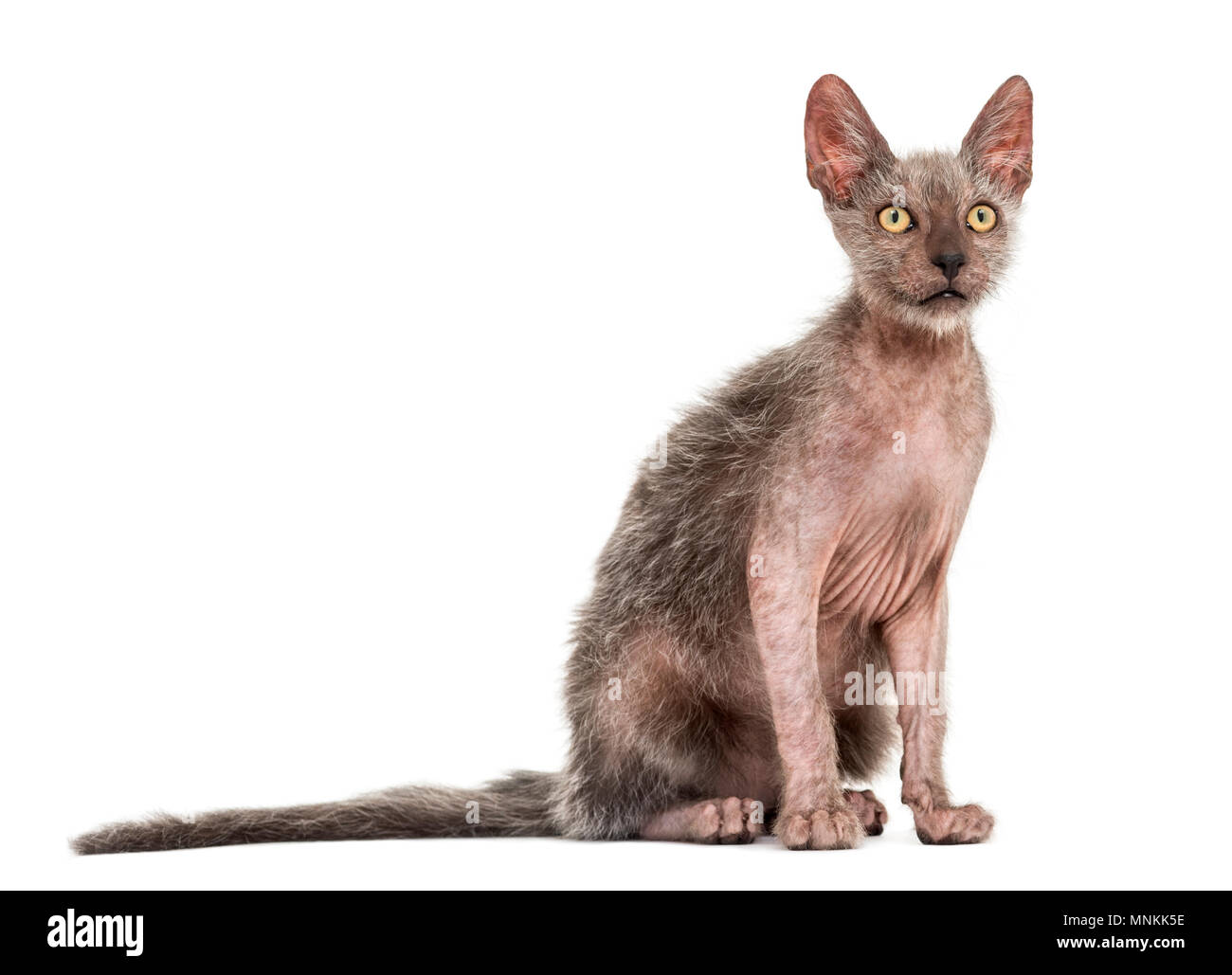 Kitten Lykoi cat, 3 months old, also called the Werewolf cat against ...