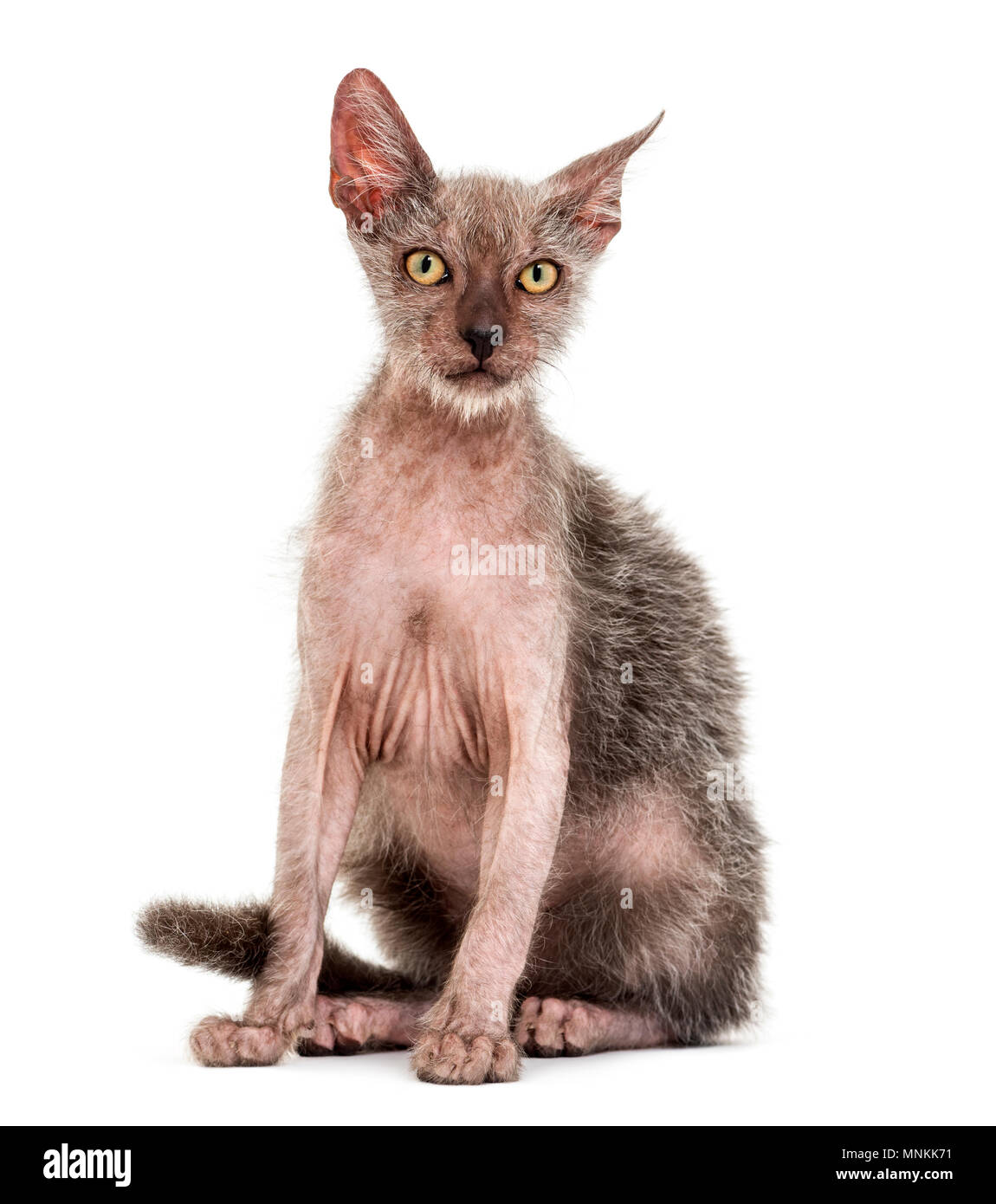Werewolf Cat