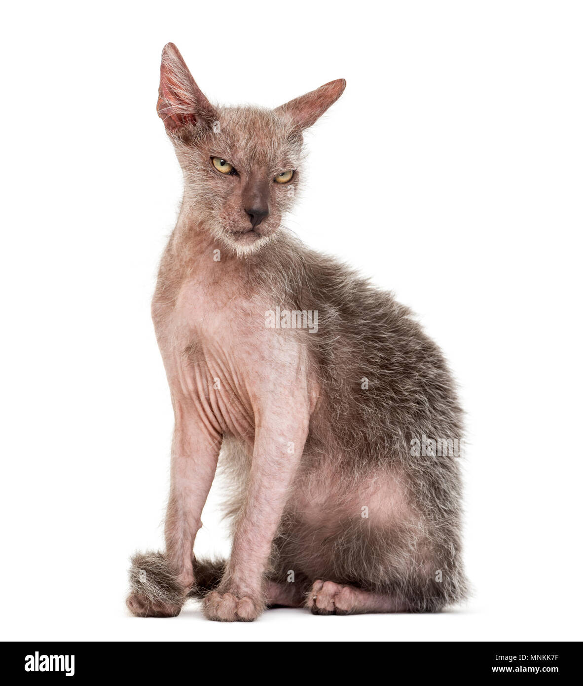 Kitten Lykoi cat, 3 months old, also called the Werewolf cat against ...