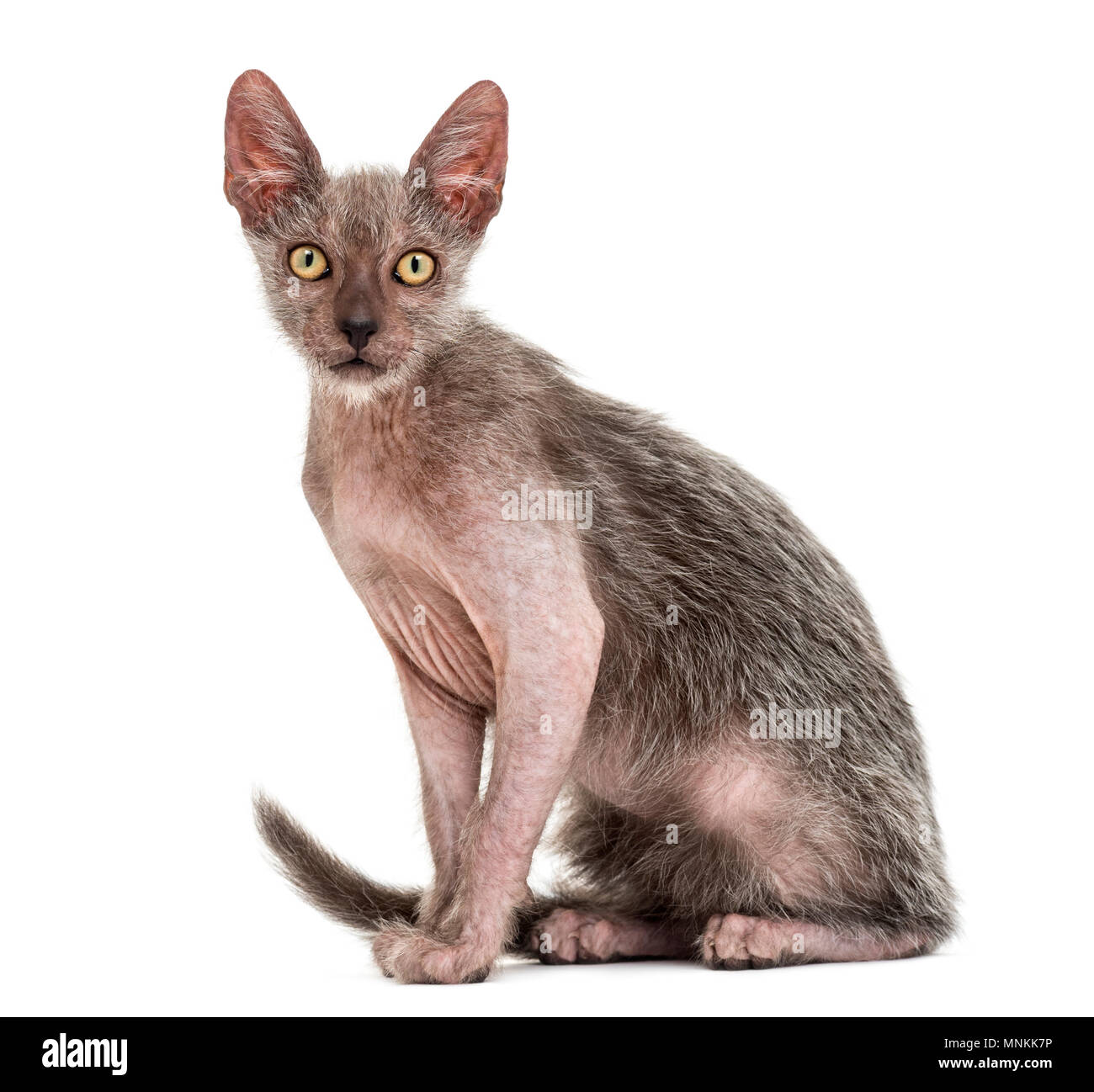 Kitten Lykoi cat, 3 months old, also called the Werewolf cat against ...