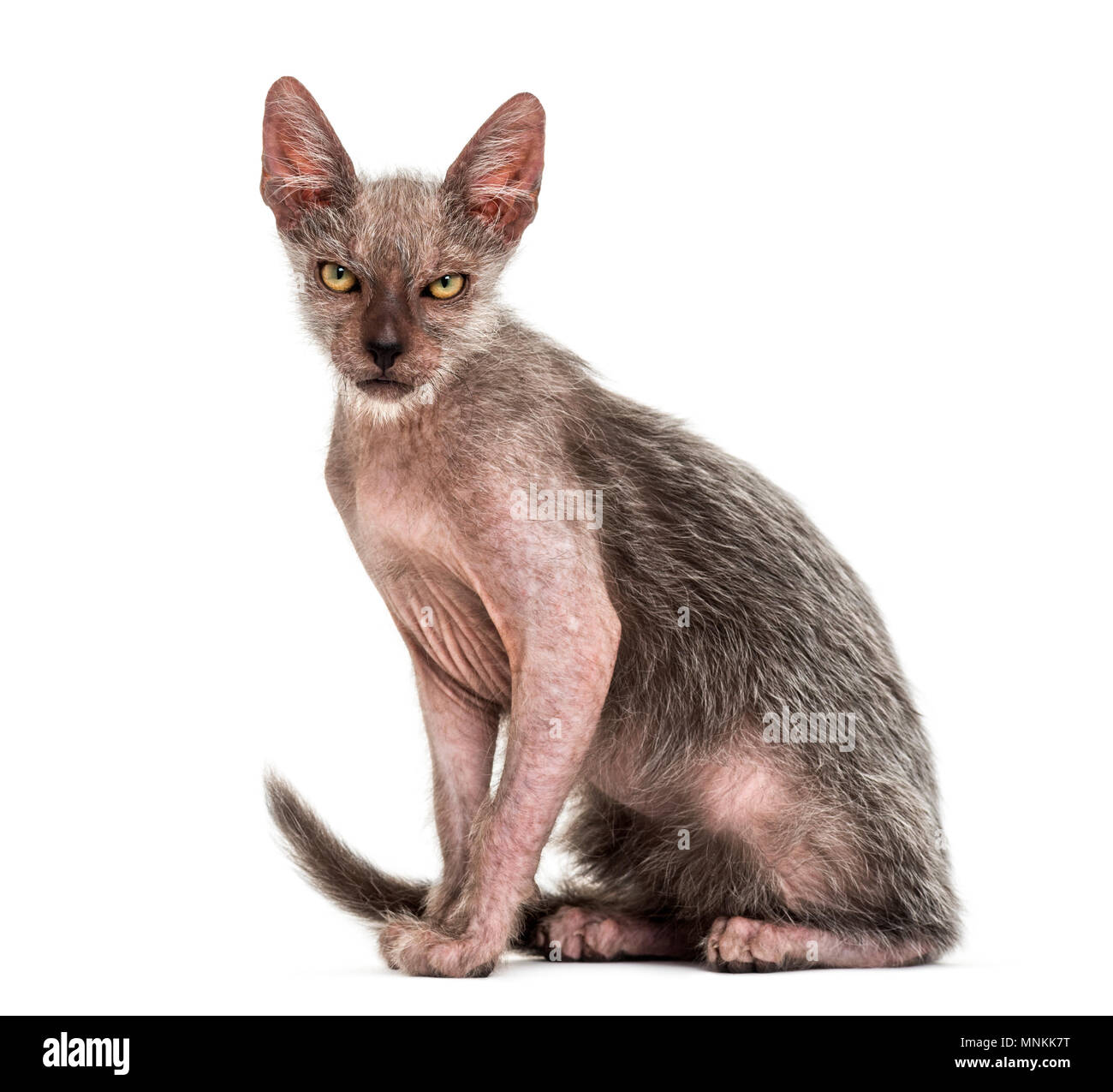 Kitten Lykoi cat, 3 months old, also called the Werewolf cat against ...