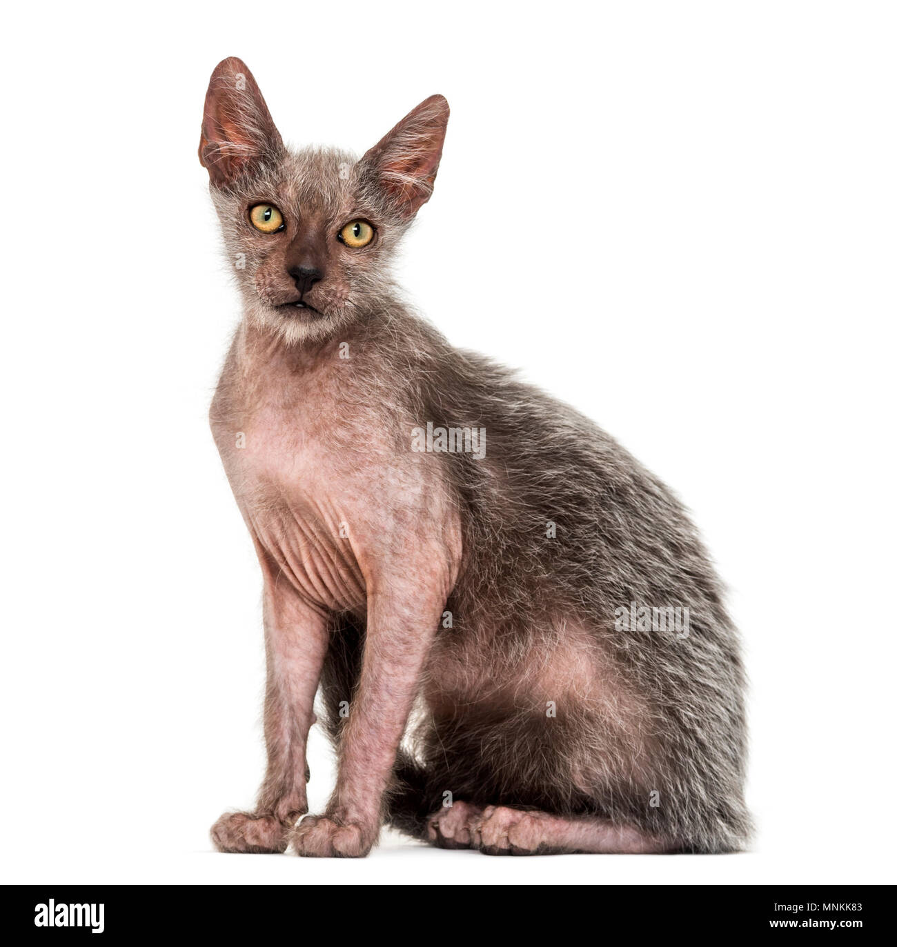 Kitten Lykoi cat, 3 months old, also called the Werewolf cat against ...