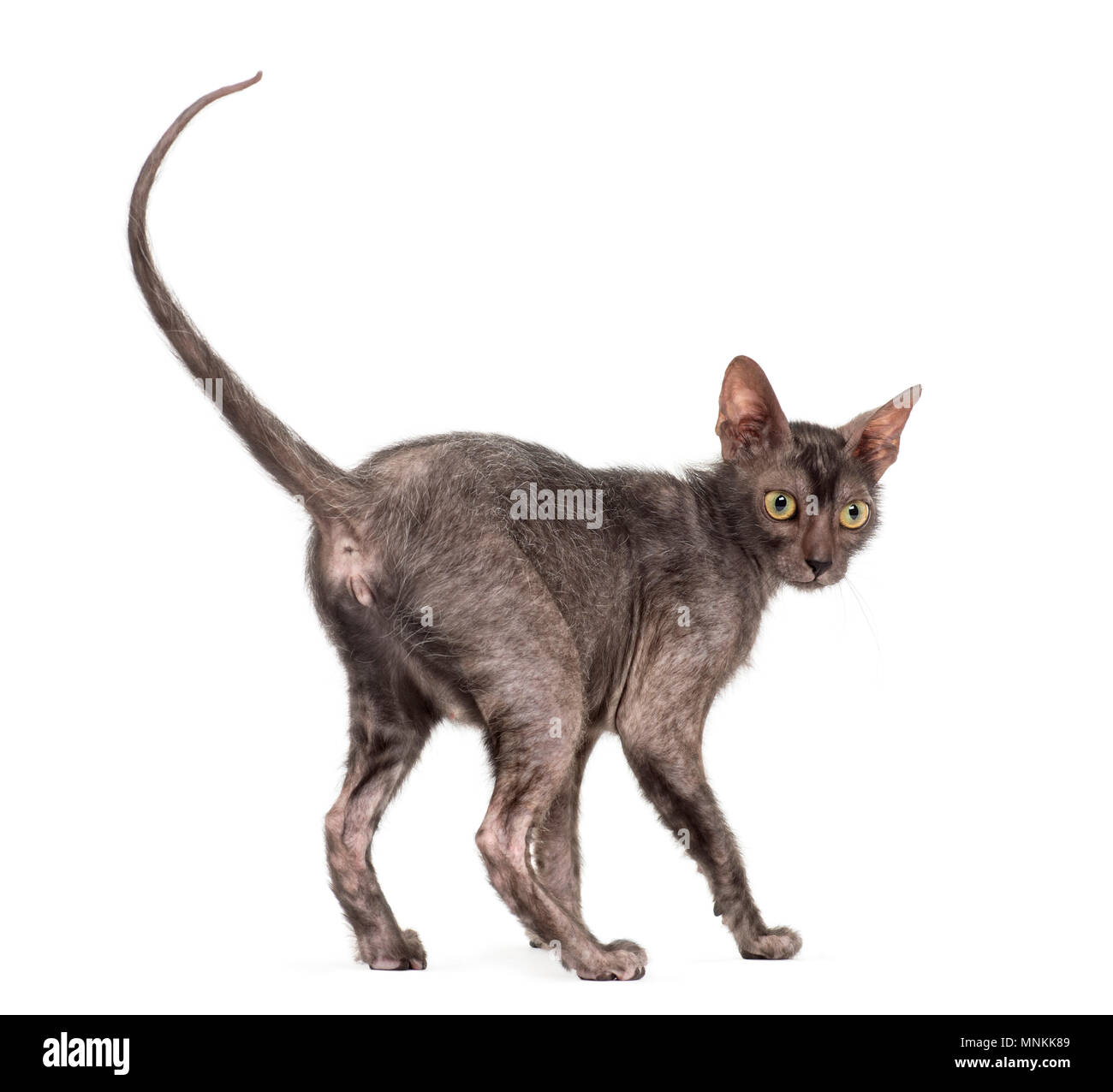 Lykoi cat, 7 months old, also called the Werewolf cat against white ...