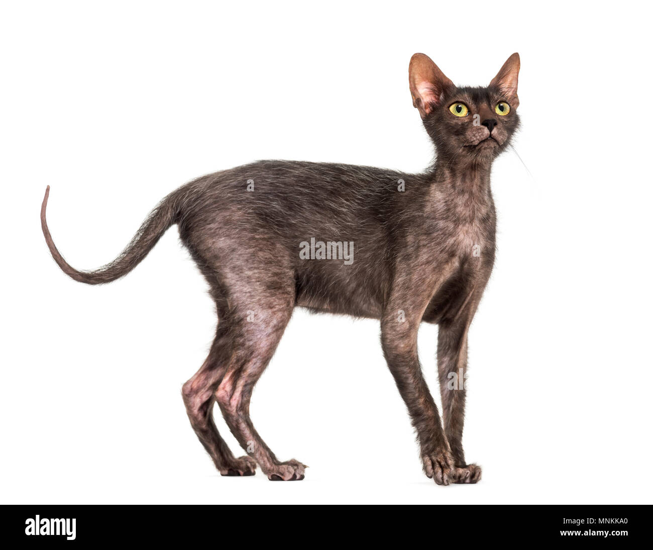 Lykoi cat, 7 months old, also called the Werewolf cat against white ...