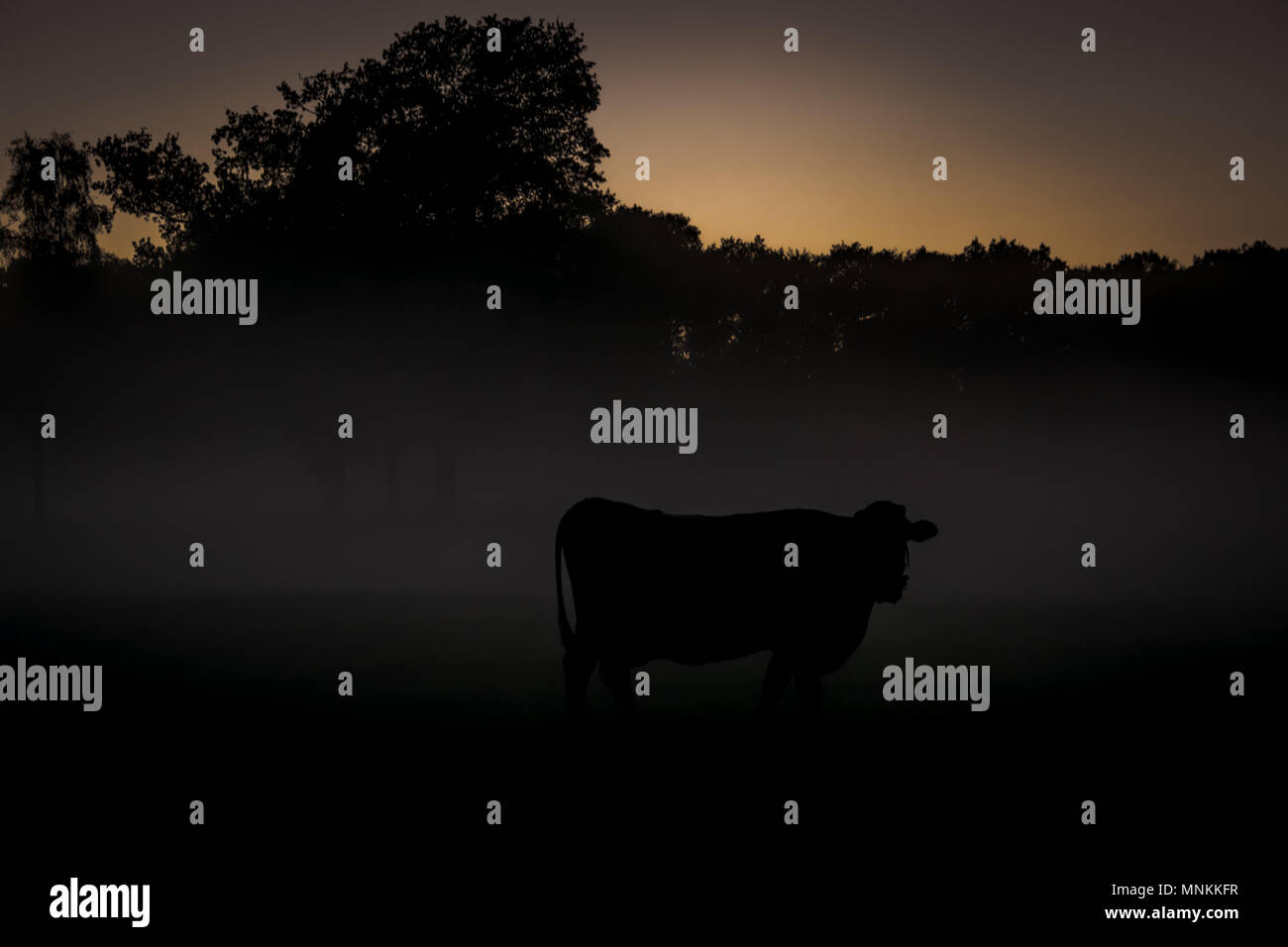 Cow silhouette hi-res stock photography and images - Alamy