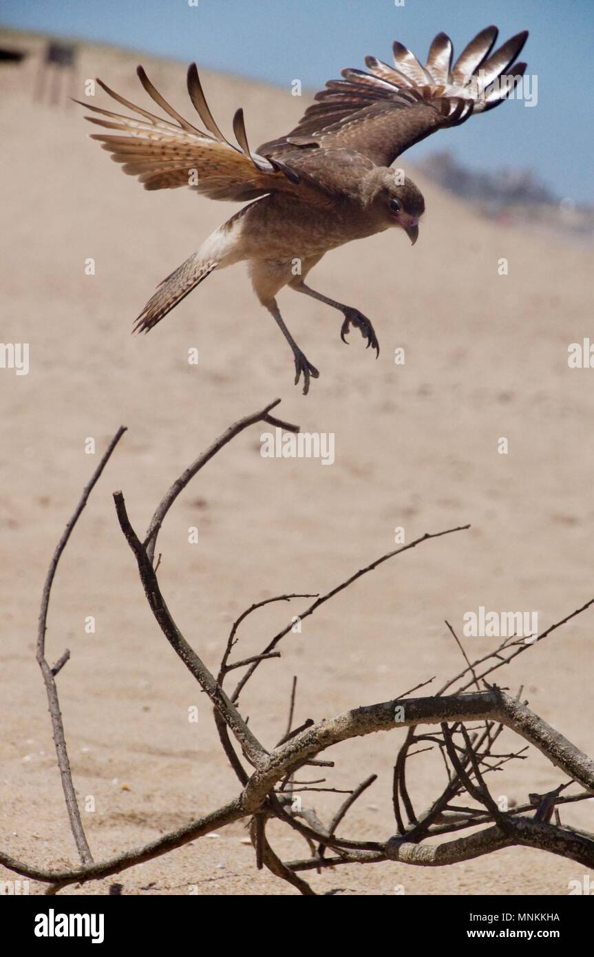 Hawk on the beach in Uruguay Stock Photo - Alamy