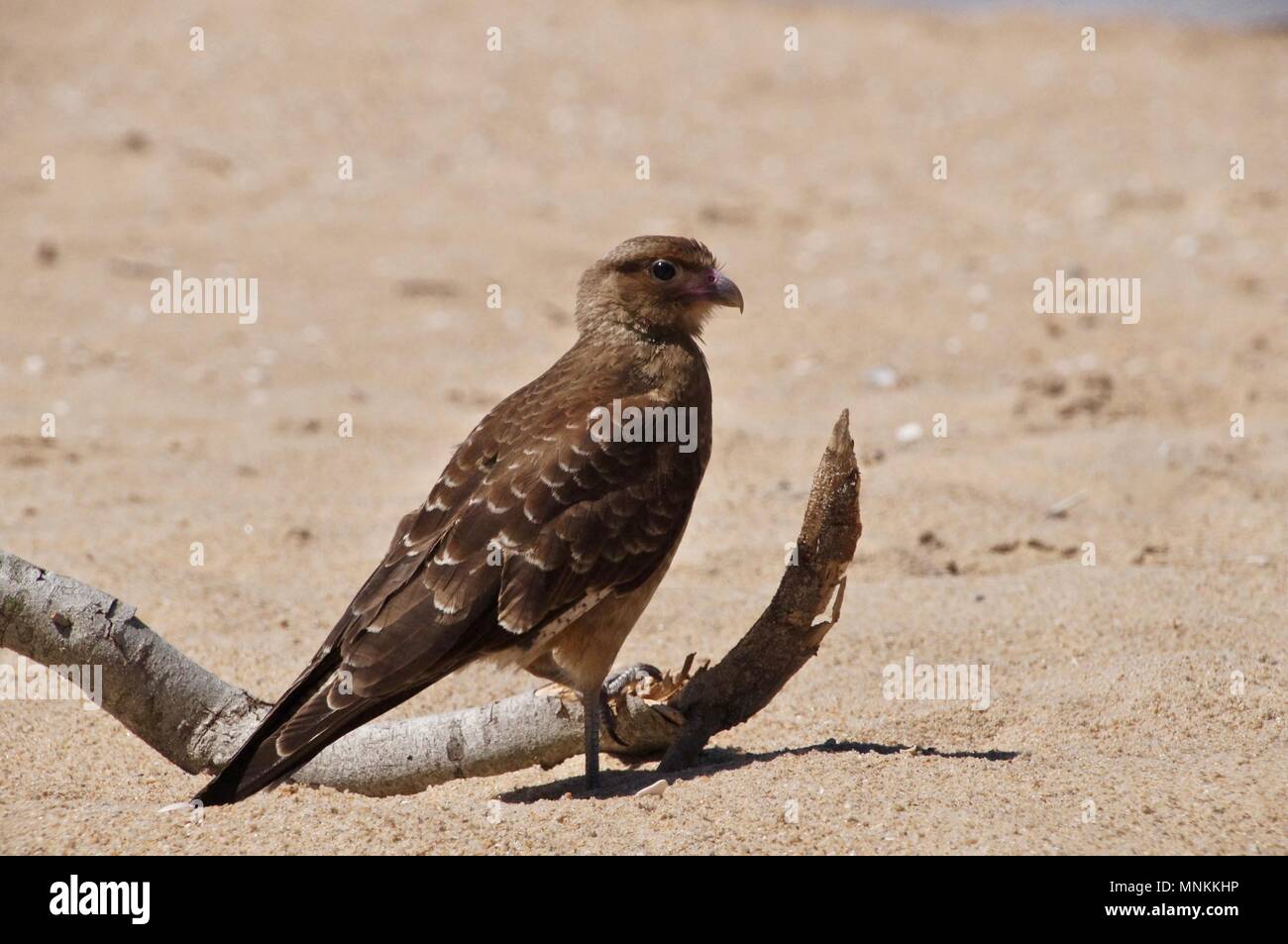 Hawk beach hi-res stock photography and images - Alamy