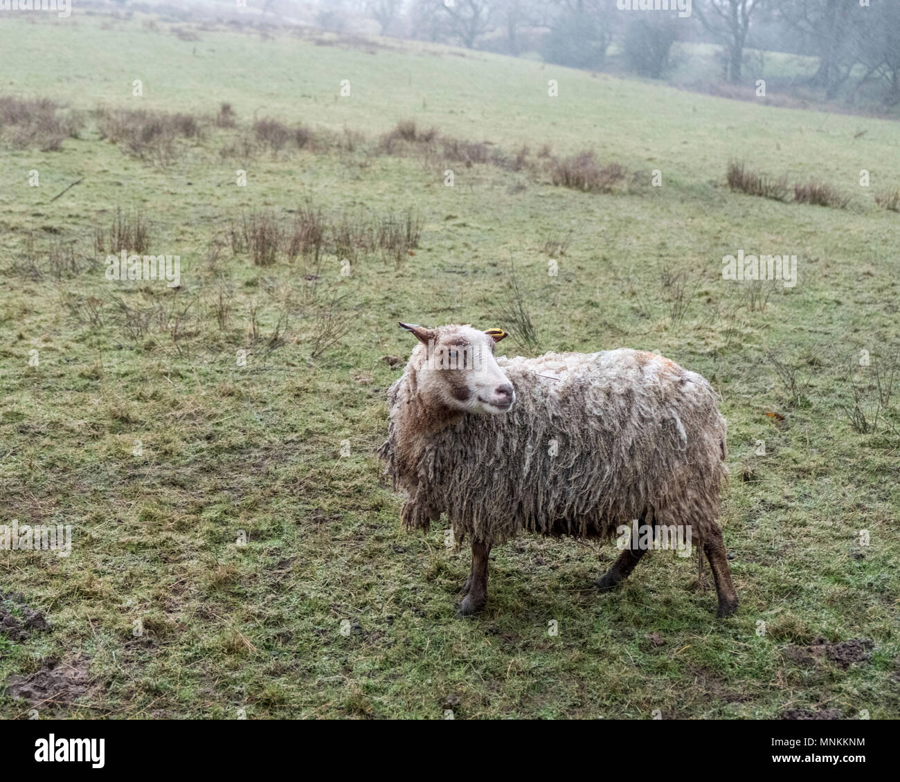 A very wet and bedraggled sheep standing on a hillside field in rain ...