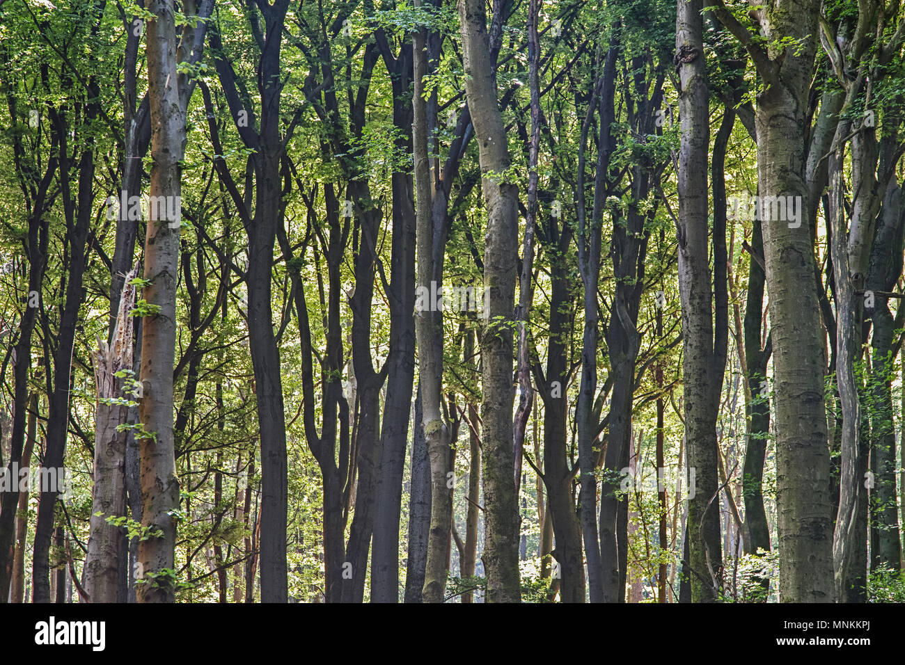 Freien hi-res stock photography and images - Alamy