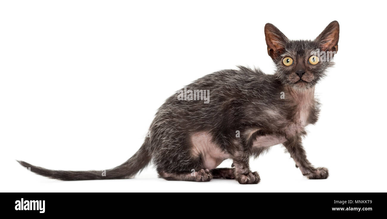 Kitten Lykoi cat, 3 months old, also called the Werewolf cat against ...