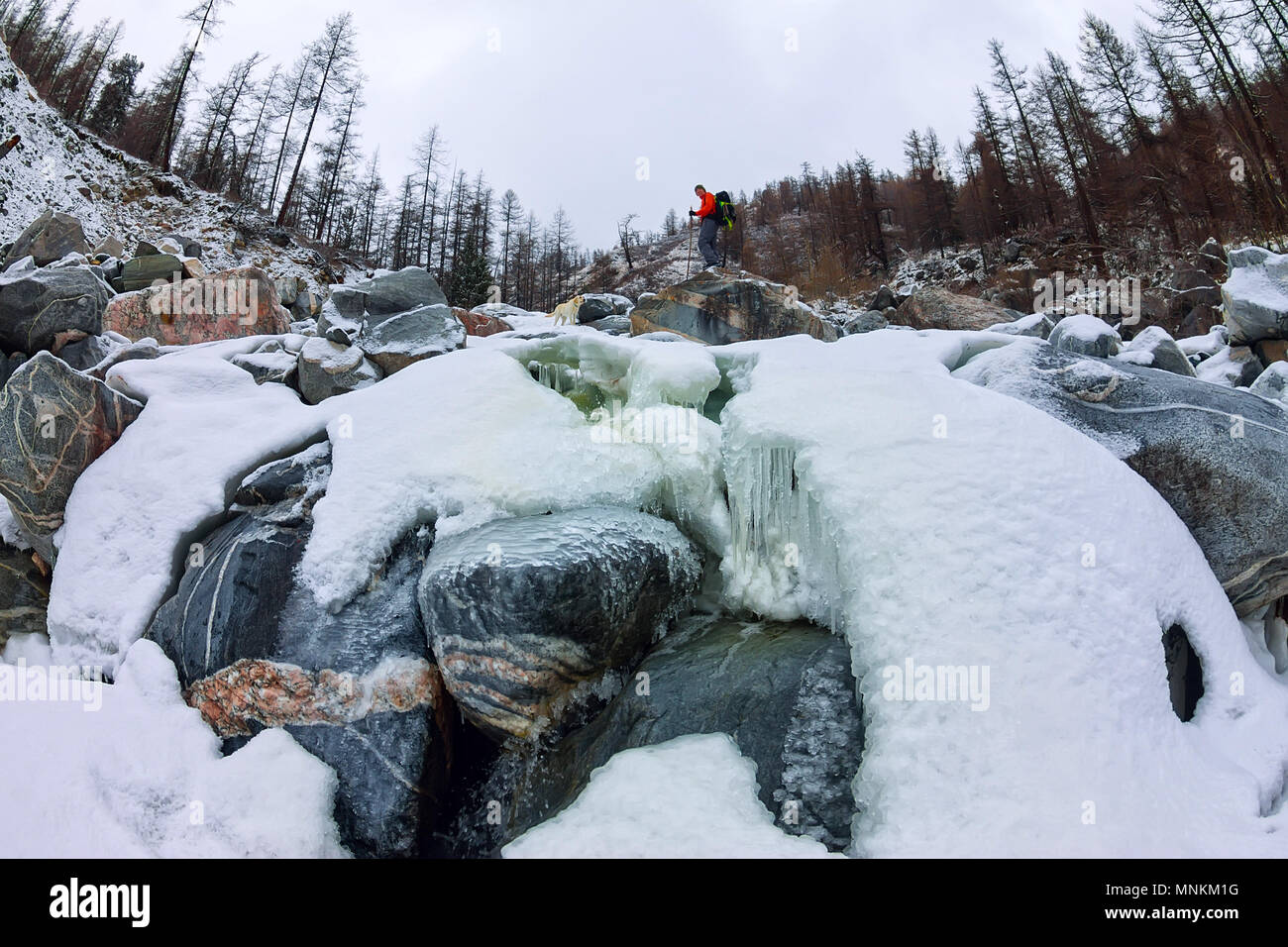 Man and dog go up the icy river in the spring in the mountains Stock ...