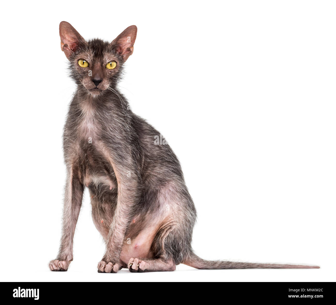 Lykoi cat, also called the Werewolf cat against white background Stock ...