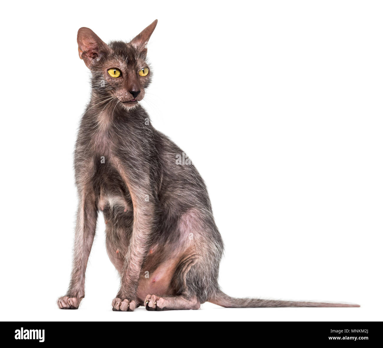 Lykoi cat, also called the Werewolf cat against white background Stock ...