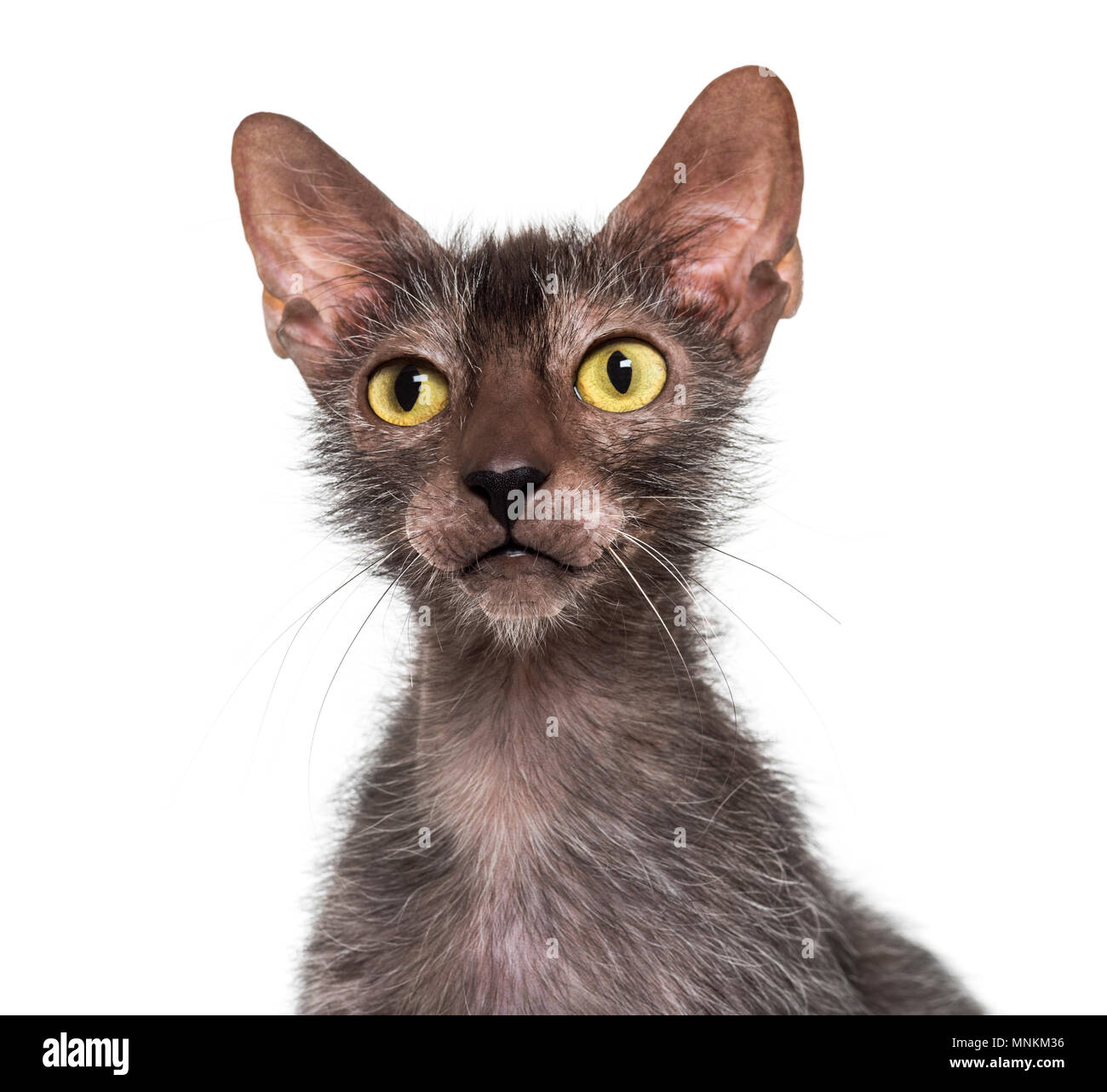Lykoi cat, also called the Werewolf cat against white background Stock ...