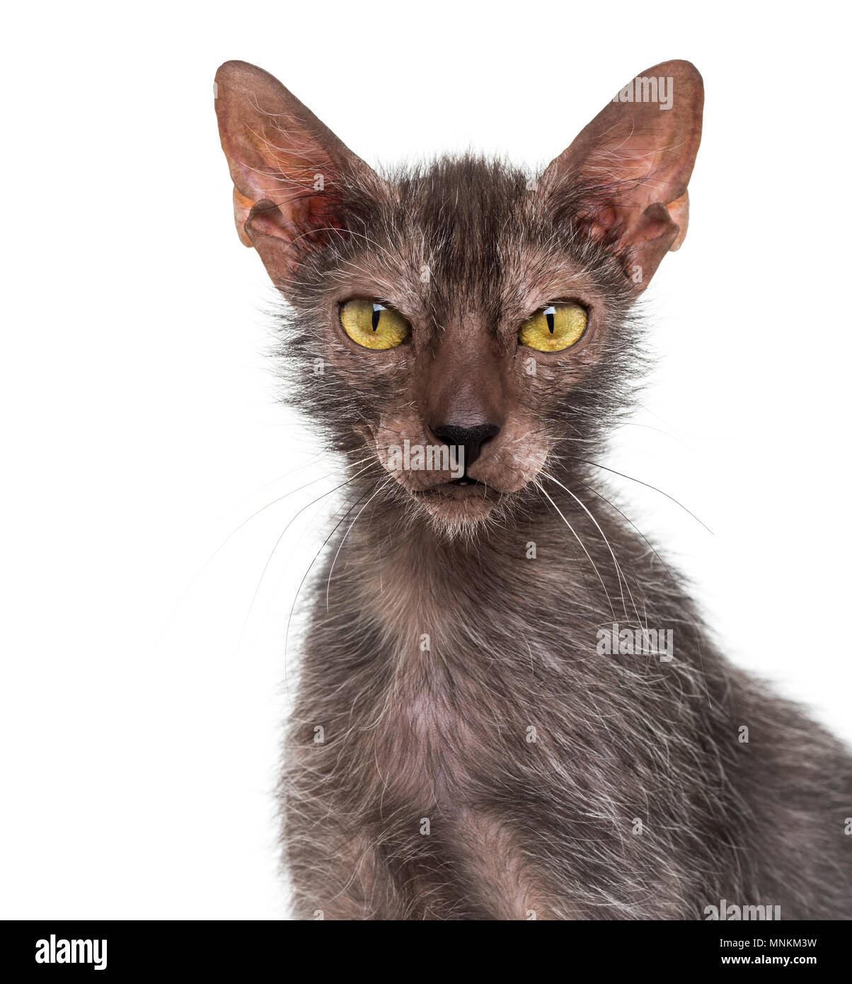 Lykoi cat, also called the Werewolf cat against white background Stock ...