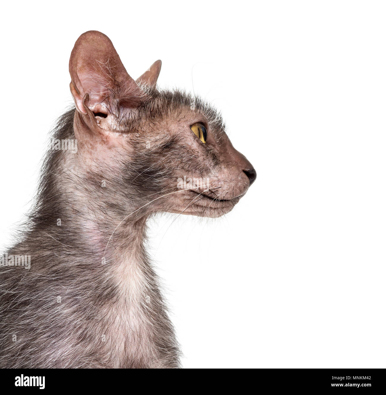 Lykoi cat, also called the Werewolf cat against white background Stock ...