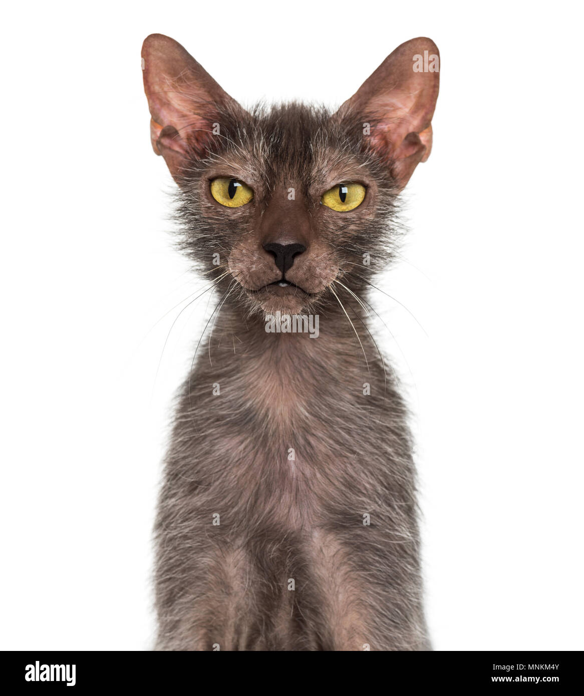 Lykoi cat, also called the Werewolf cat against white background Stock ...