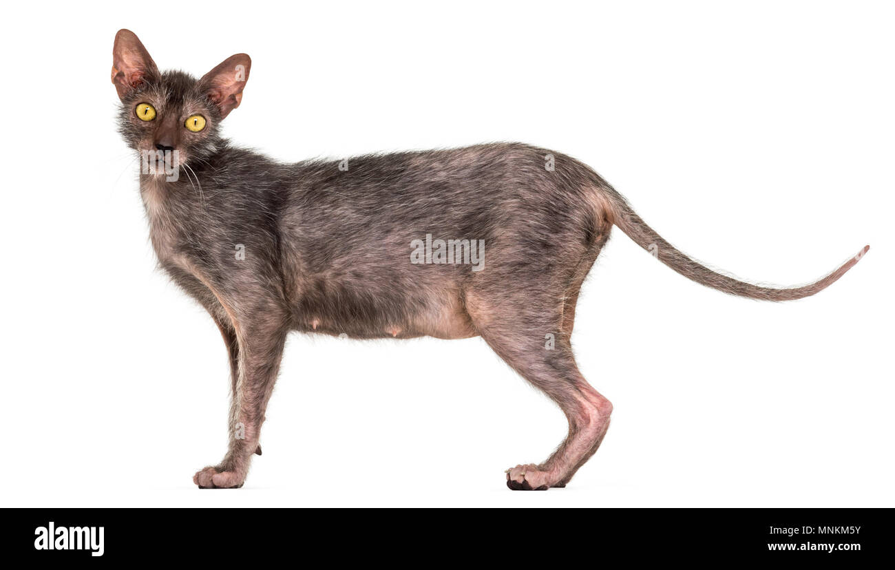 Lykoi cat, also called the Werewolf cat against white background Stock ...