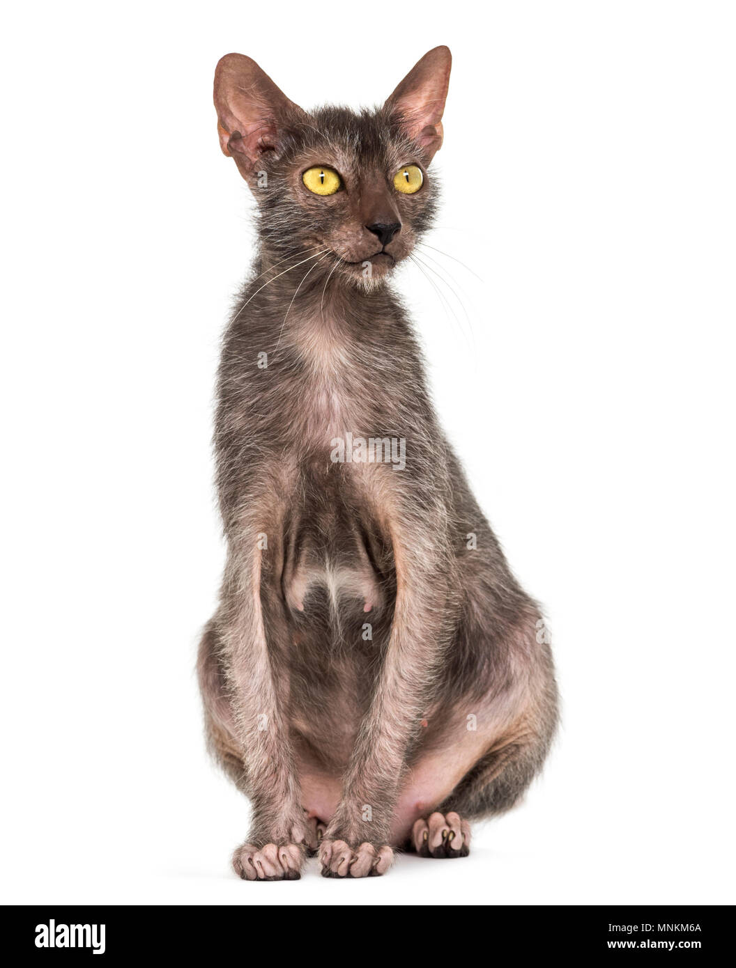 Lykoi cat hi-res stock photography and images - Alamy