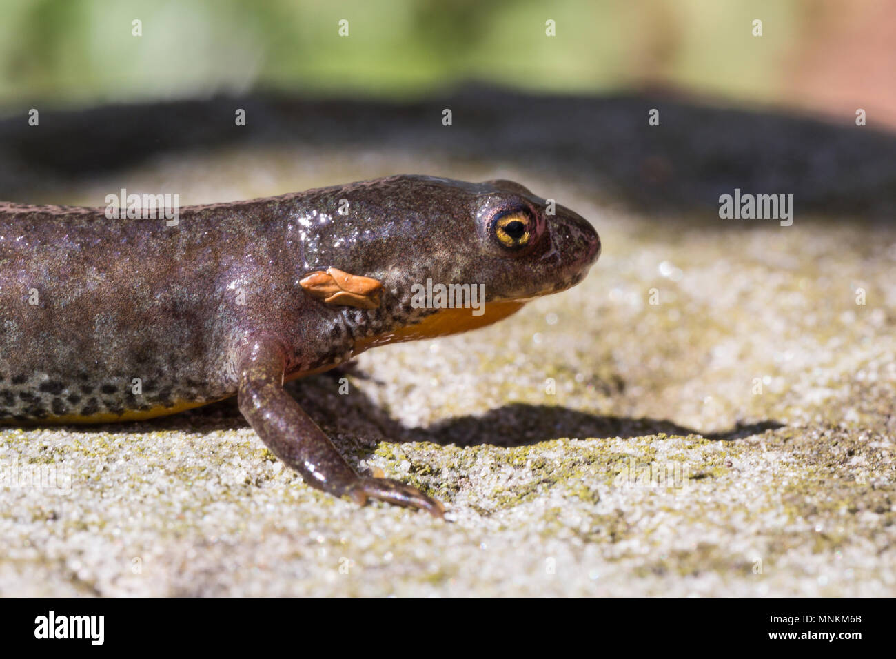 Alpine newt, Ichthyosaura alpestris, standing on land. Close-up side ...